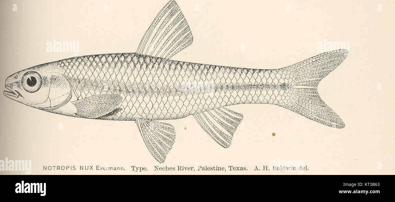 Notropis nux, identified as a species of fish, is noted for its ...