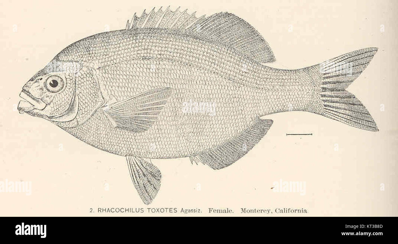 40181 Rhacochilus toxotes Agassiz Female Monterey, California Stock ...