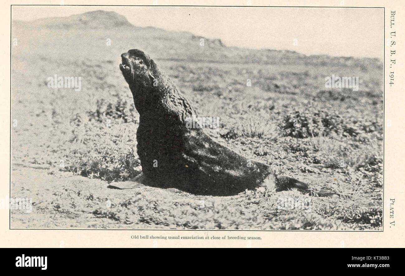 This image of an old bull shows typical signs of emaciation at the end ...