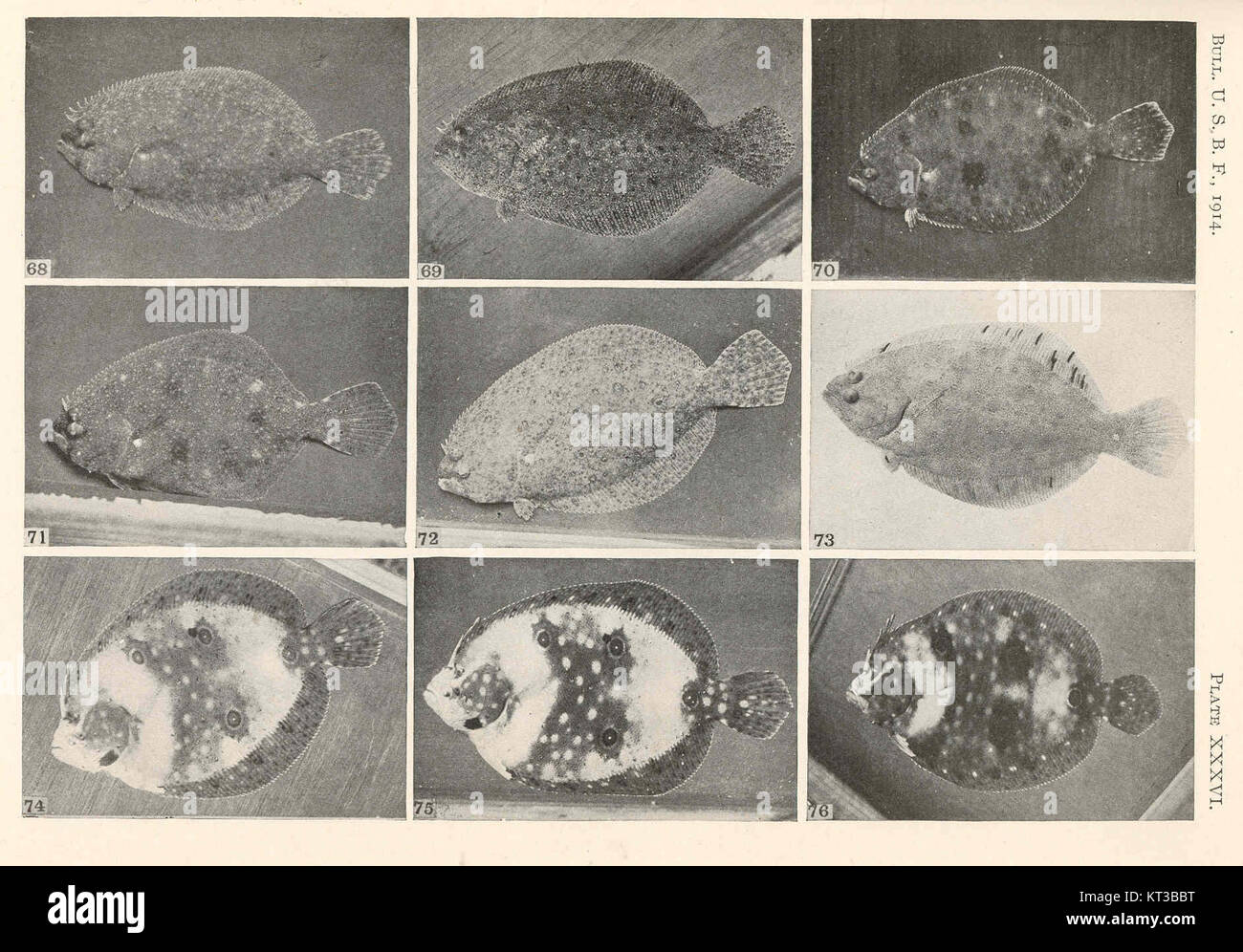 40275 Paralichthys albiguttus; Photographs taken with orthomon plates ...