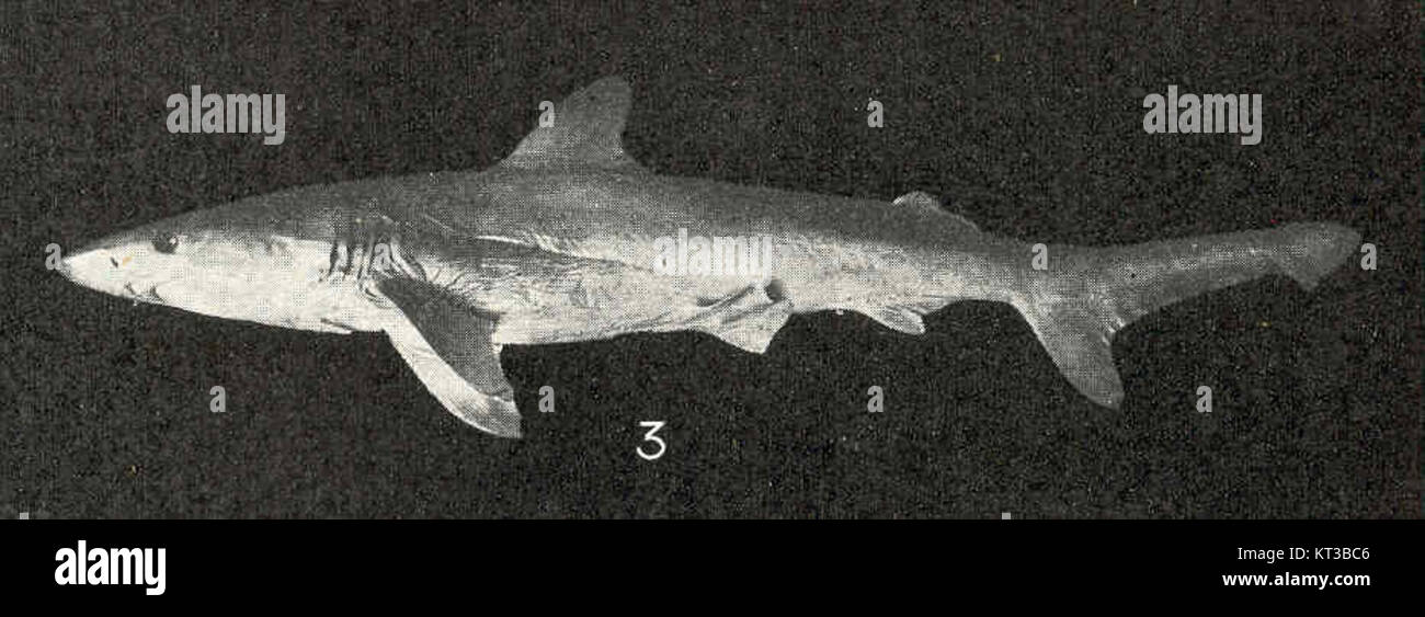 A specimen of Aprionodon isodon, a female measuring 508 cm, shown in a ...