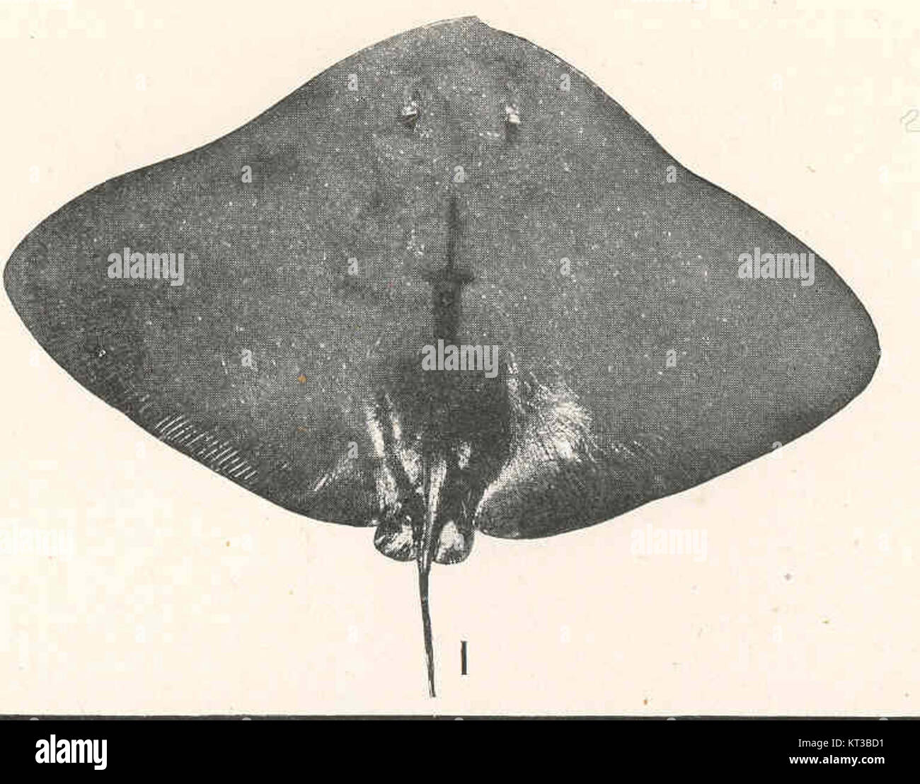 40300 Pteroplatea micrura, dorsal view of an adult female 504 cm long ...