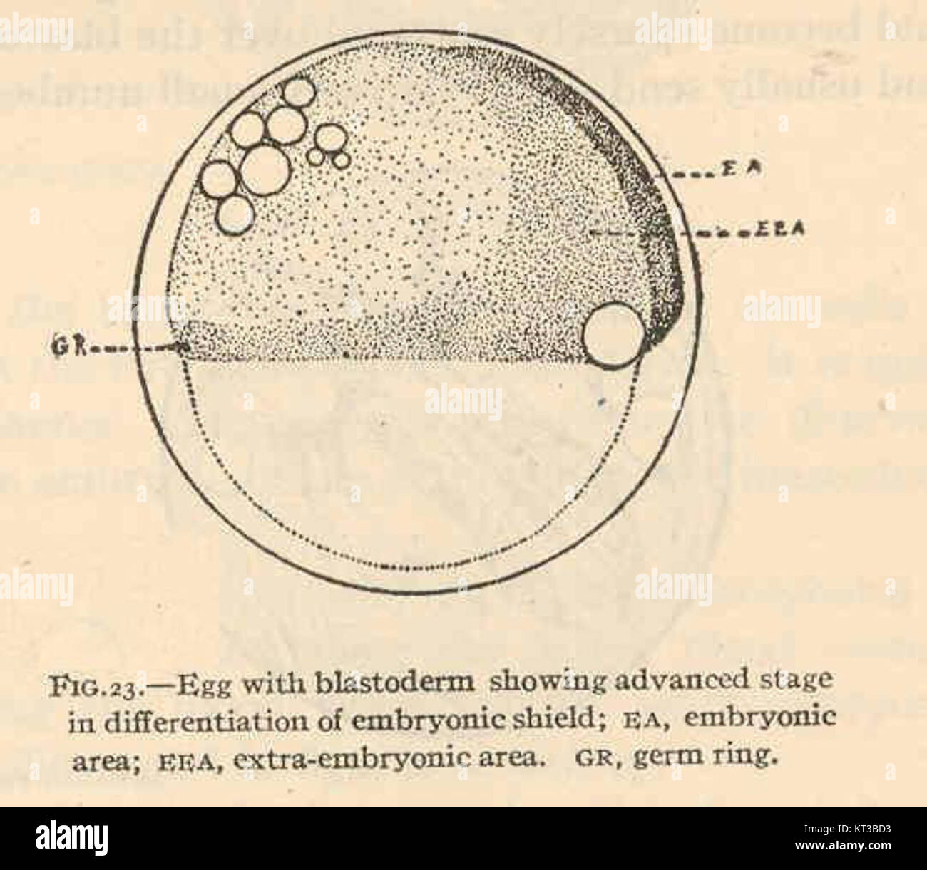 The image depicts the advanced developmental stage of the egg of ...