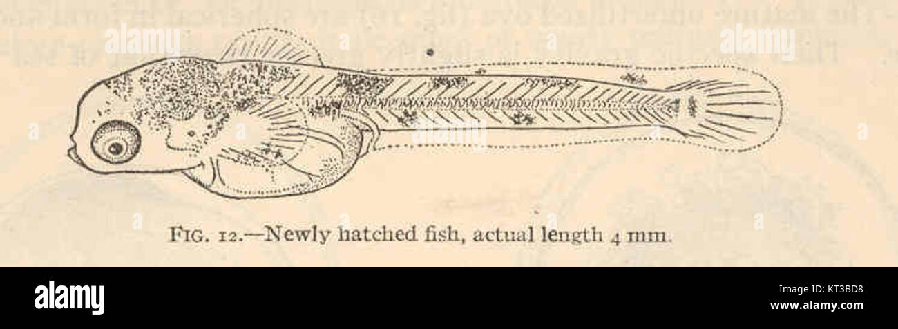 This image shows a newly hatched Cyprinodon variegatus fish, a species ...
