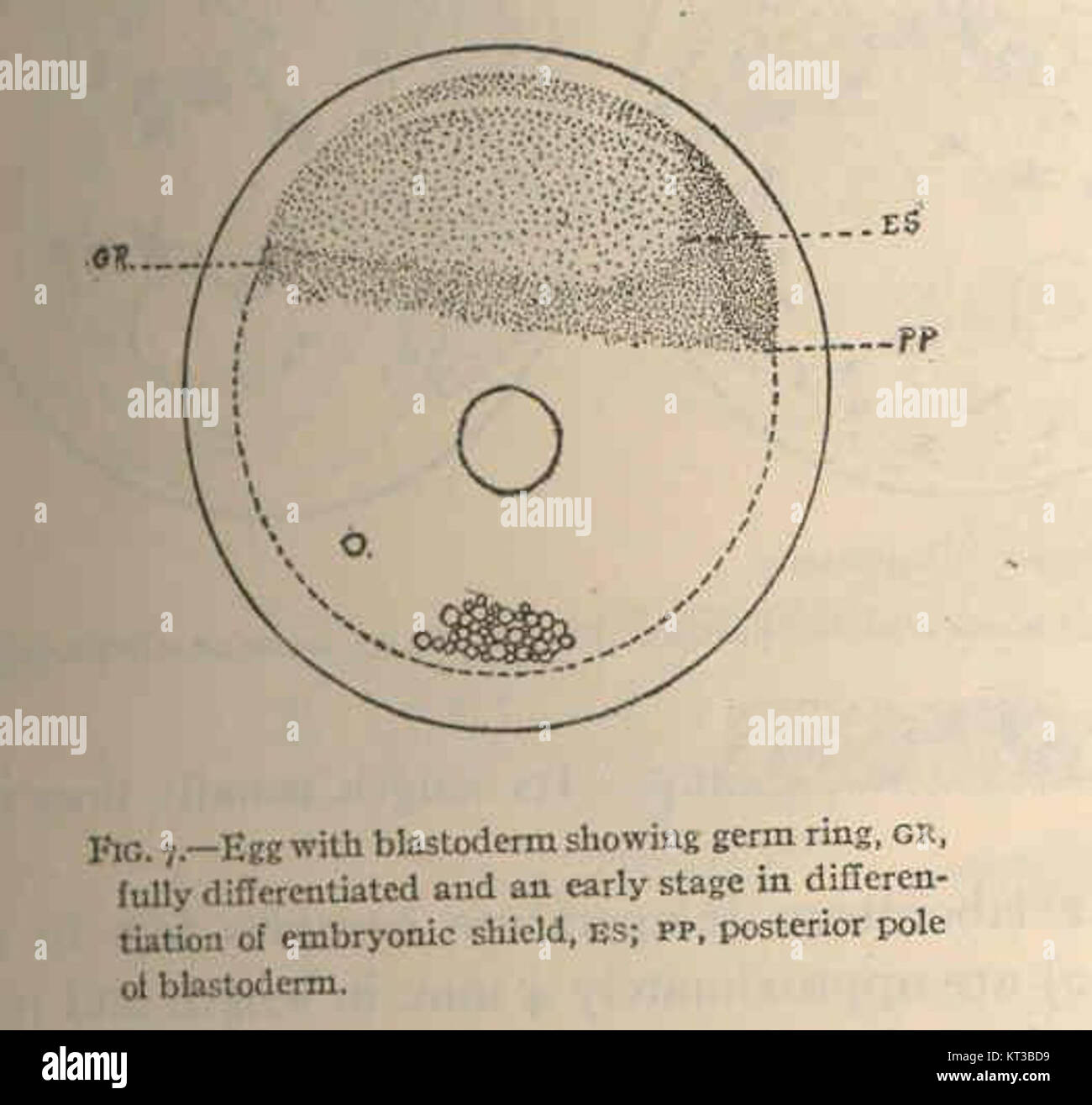 40316 Cyprinodon variegatus - Egg with blastoderm showing germ ring GR ...