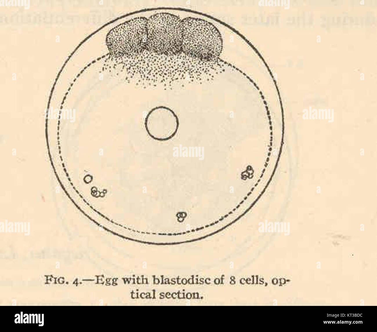 Blastodisc hi-res stock photography and images - Alamy