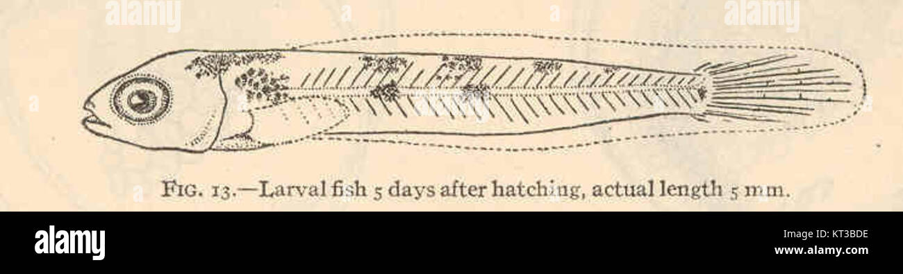 40321 Cyprinodon variegatus - Larval fish 5 days after hatching actual ...