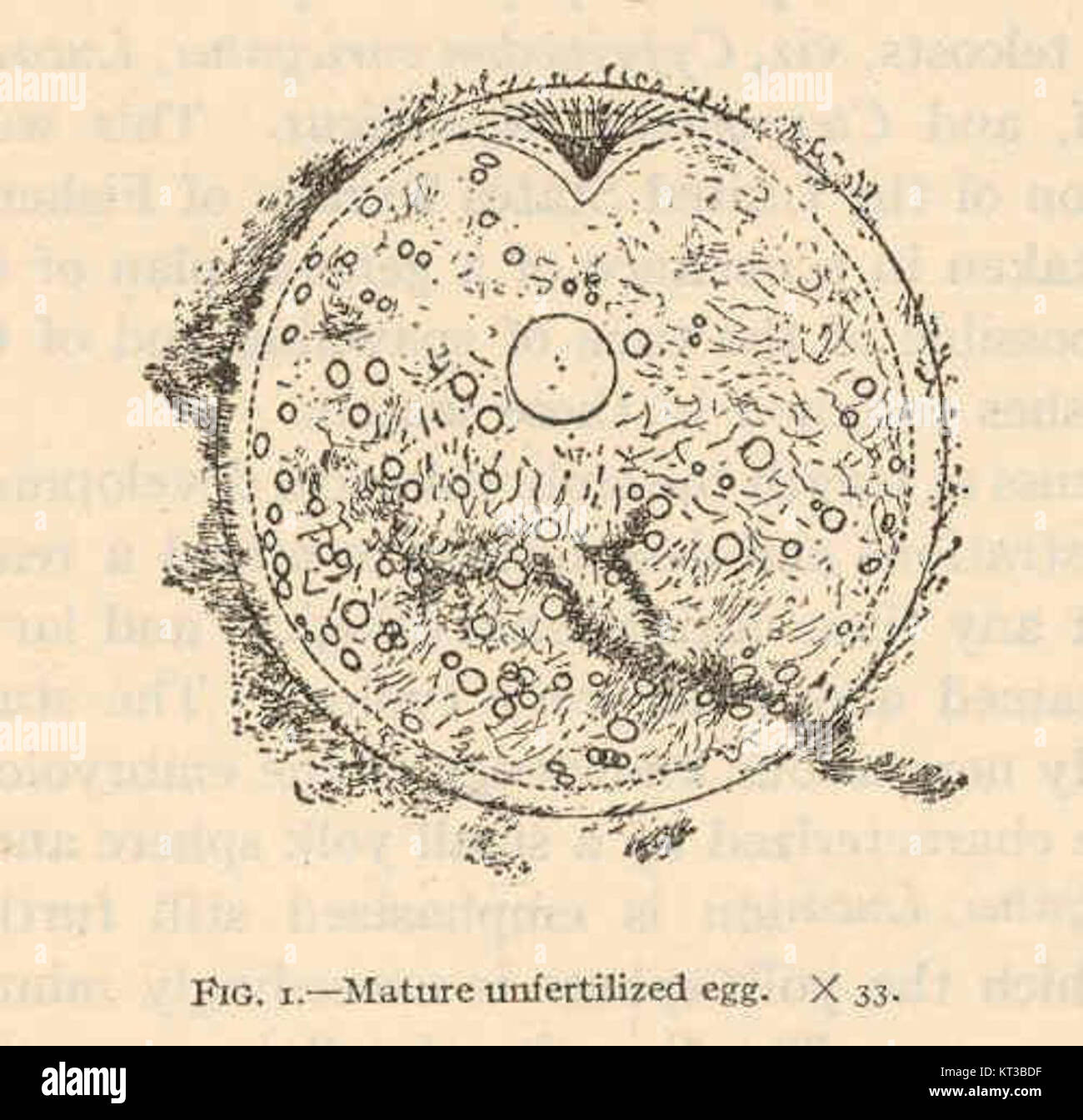 Unfertilized egg hi-res stock photography and images - Alamy