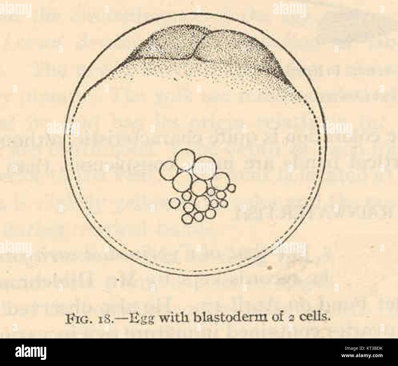 40325 Lucania parva - Egg with blastoderm of 2 cells Stock Photo - Alamy