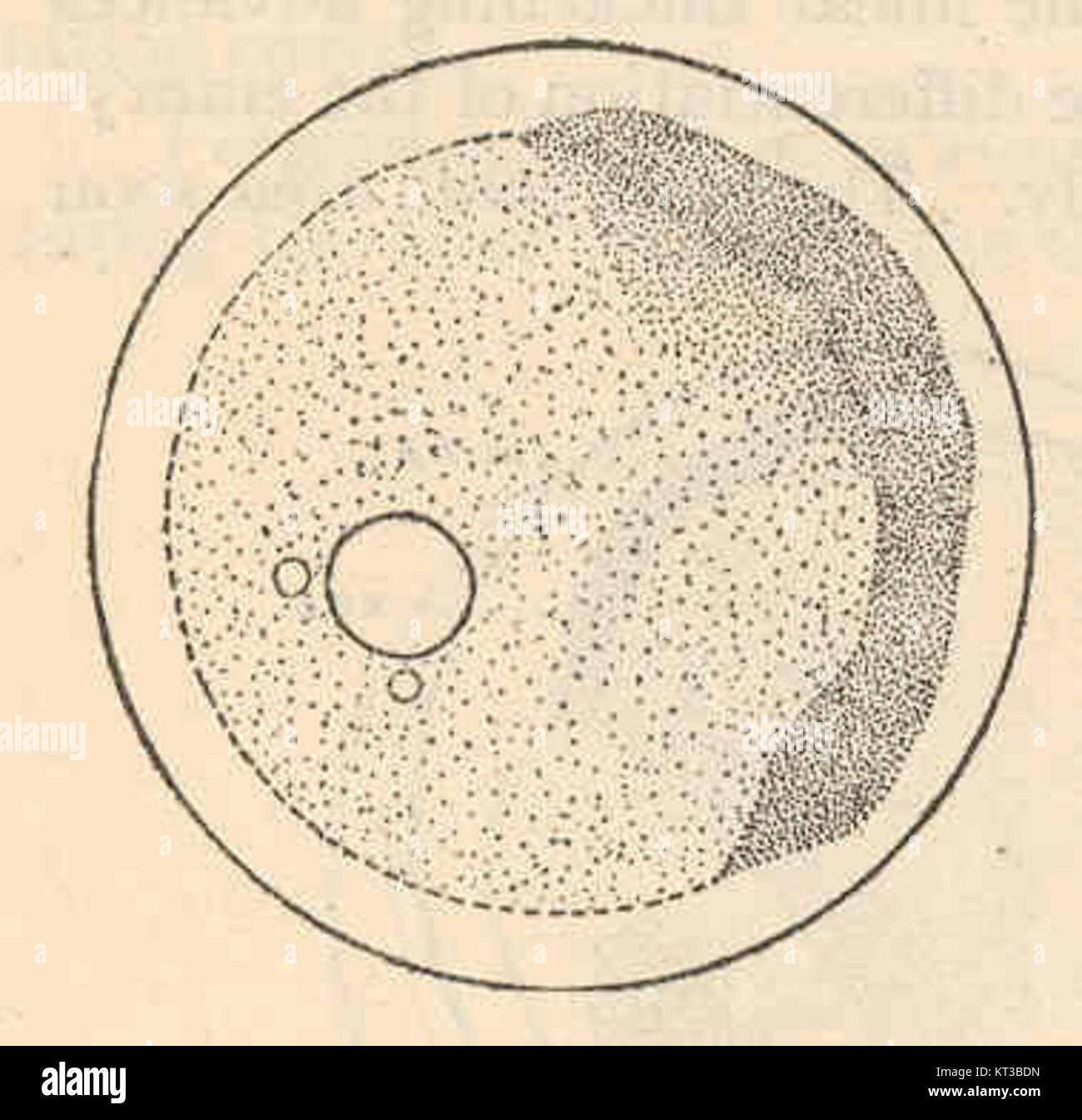 A scientific image showing the egg of Cyprinodon variegatus, a species ...