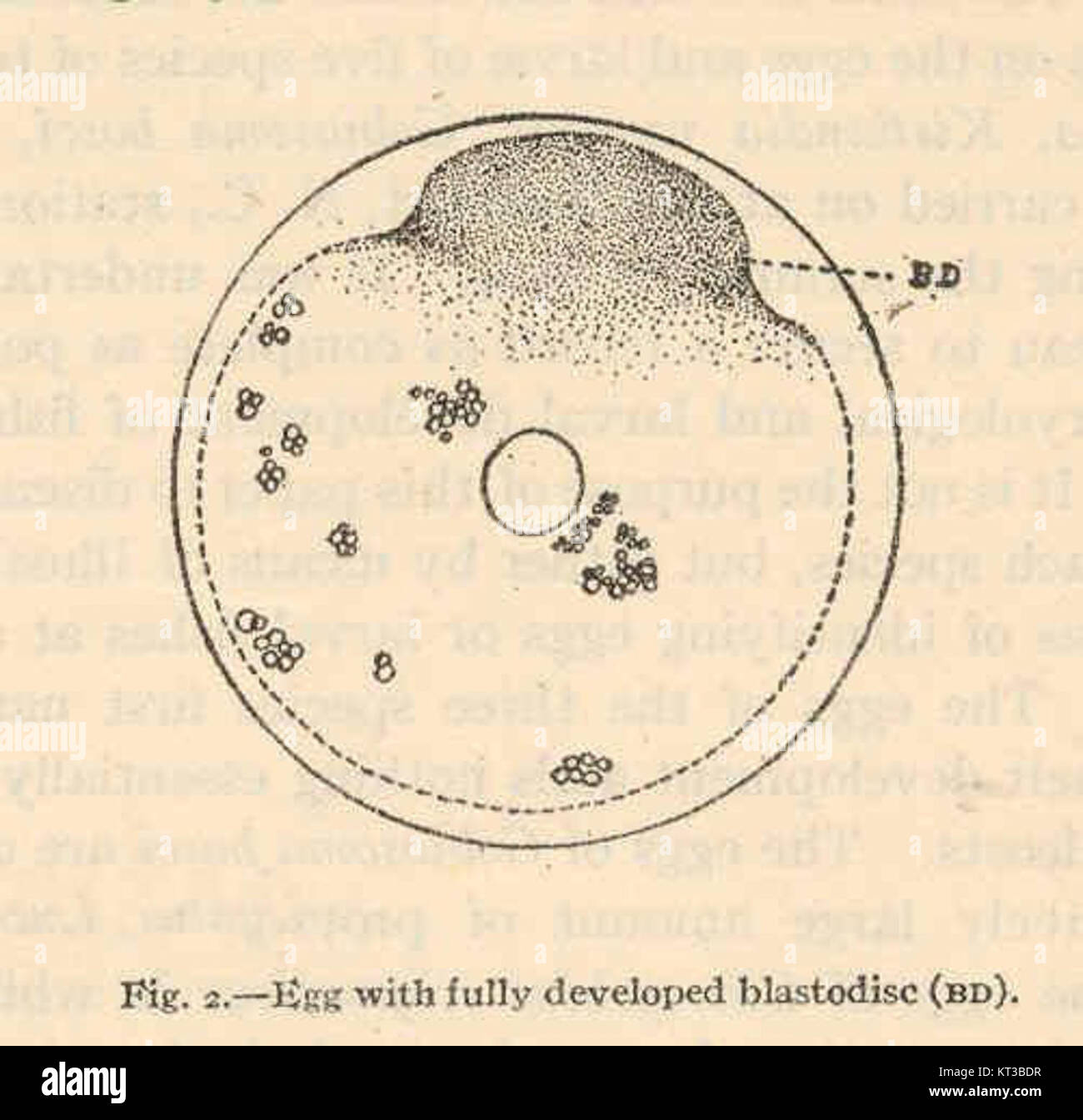 This image shows the egg of *Cyprinodon variegatus*, a species of fish ...