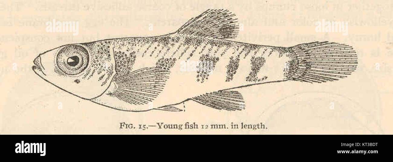 Cyprinodon variegatus is a species of fish commonly found in brackish ...
