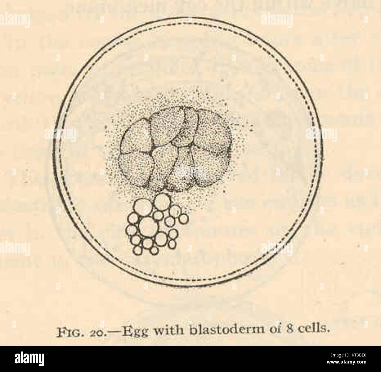 Lucania parva hi-res stock photography and images - Alamy