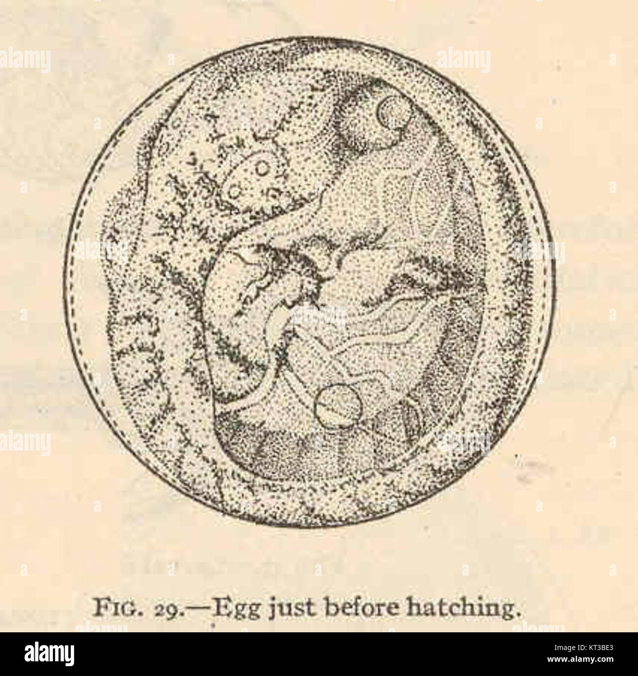 An image of the egg of the species Lucania parva, commonly known as the ...