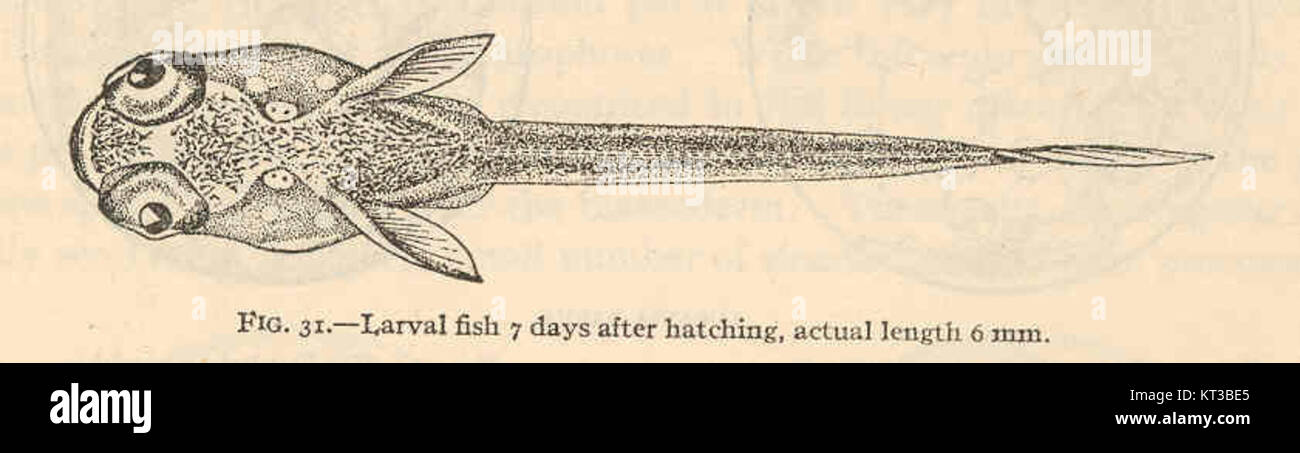 An image of Lucania parva, a species of small fish, showing its larval ...