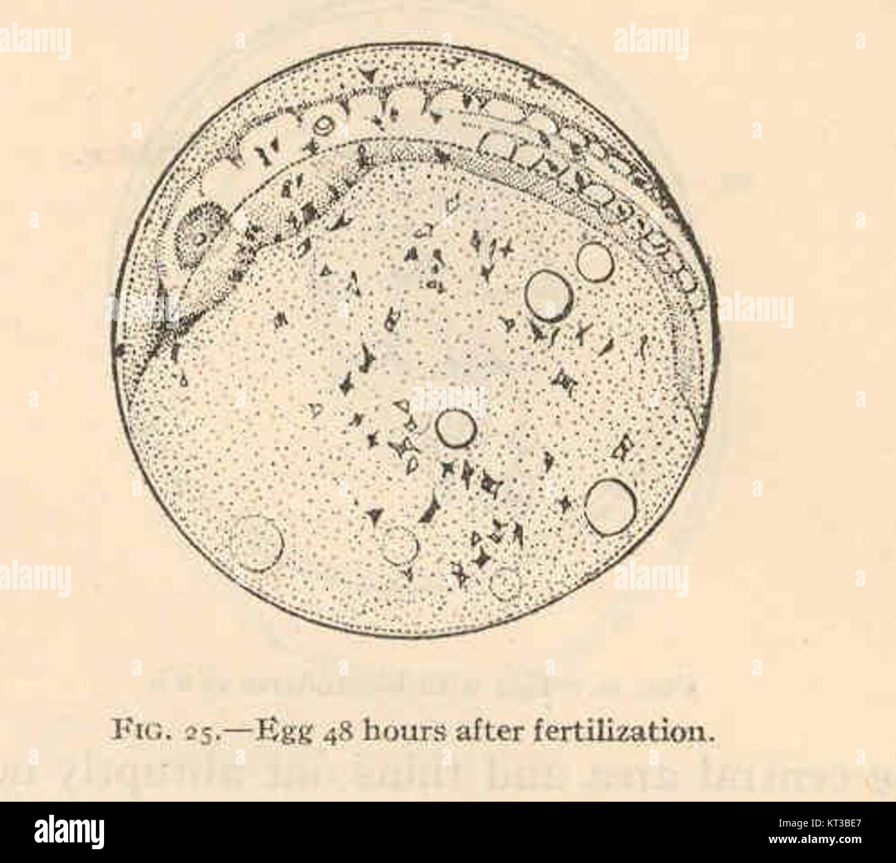 Lucania parva, also known as the Eastern Mudminnow, is observed here 48 ...