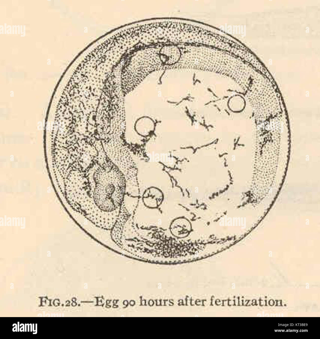 The image of '40342 Lucania parva' egg 90 hours after fertilization ...