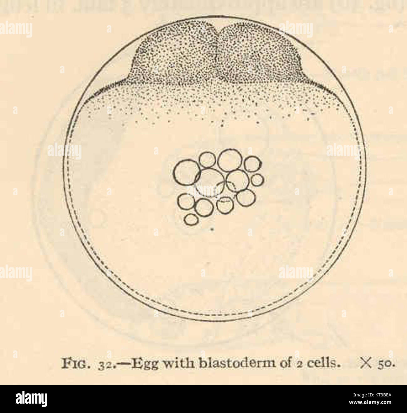 This image depicts an egg of *Kirtlandia vagrans*, showcasing the ...