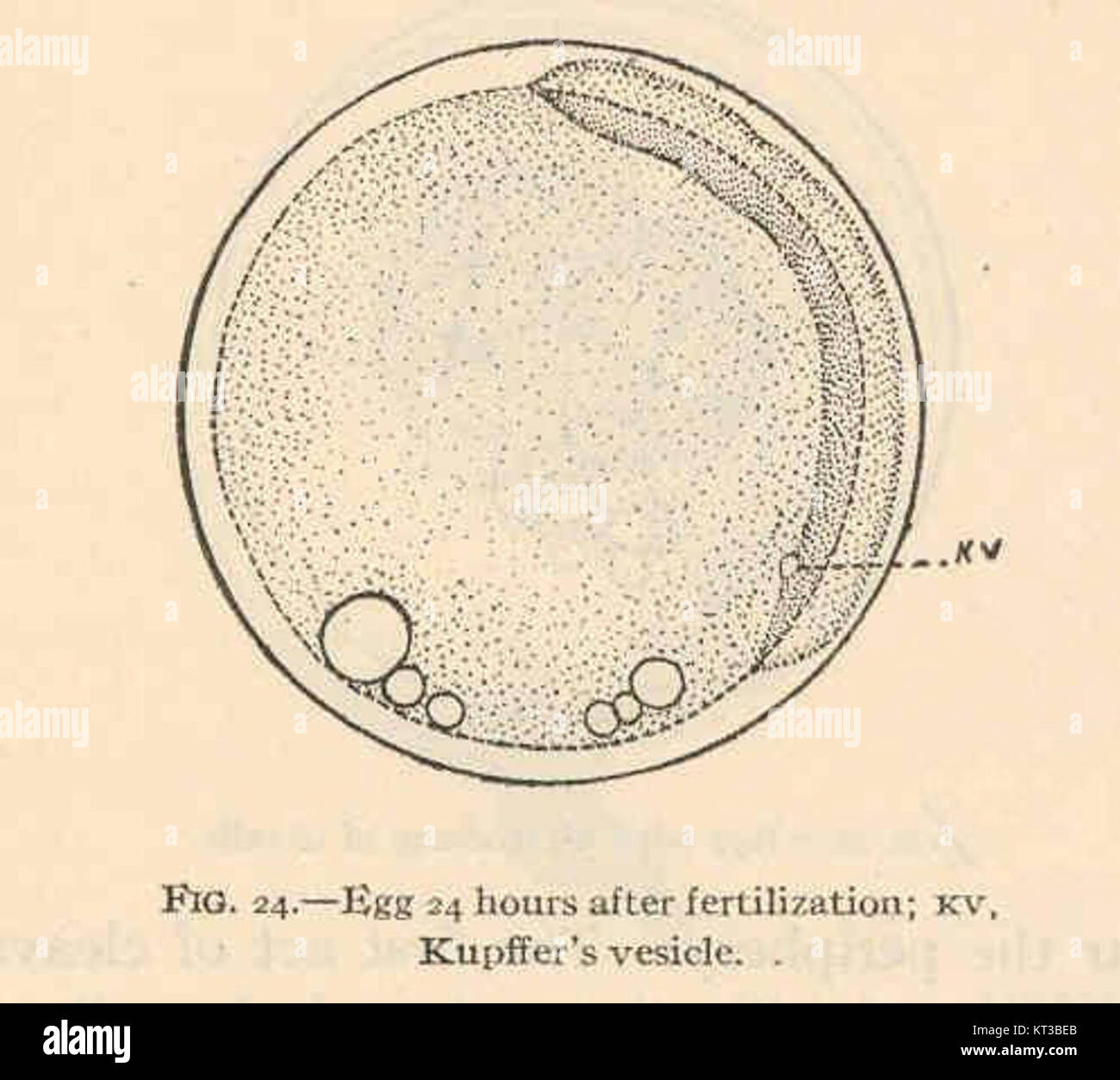 40344 Lucania parva is a species of fish, with a focus on the ...