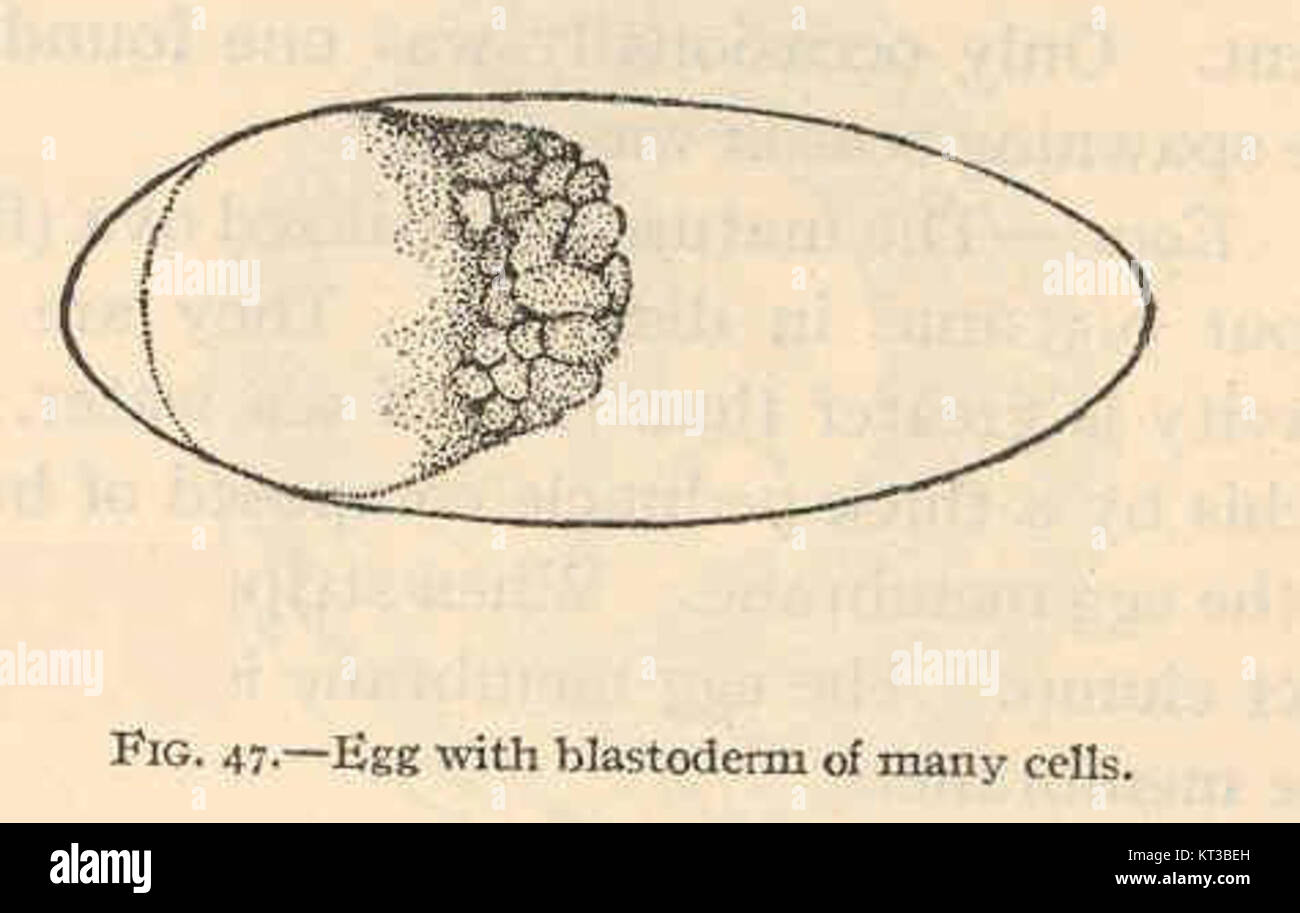 The image shows the egg of Gobiosoma bosci, a species of fish ...