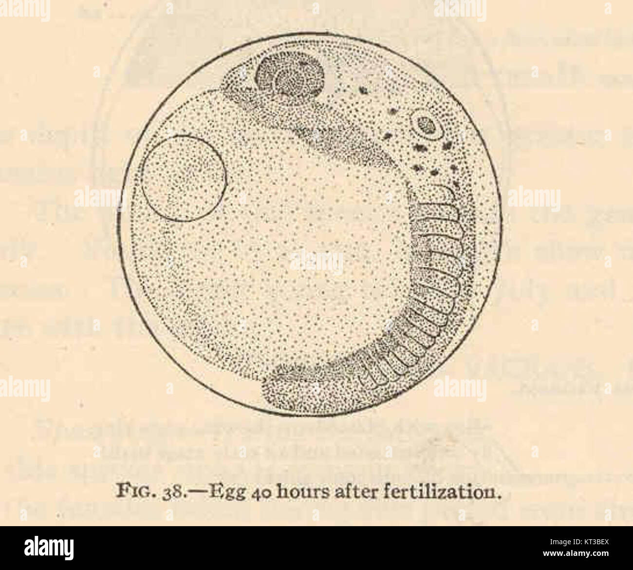 Fertilized fish egg hi-res stock photography and images - Alamy