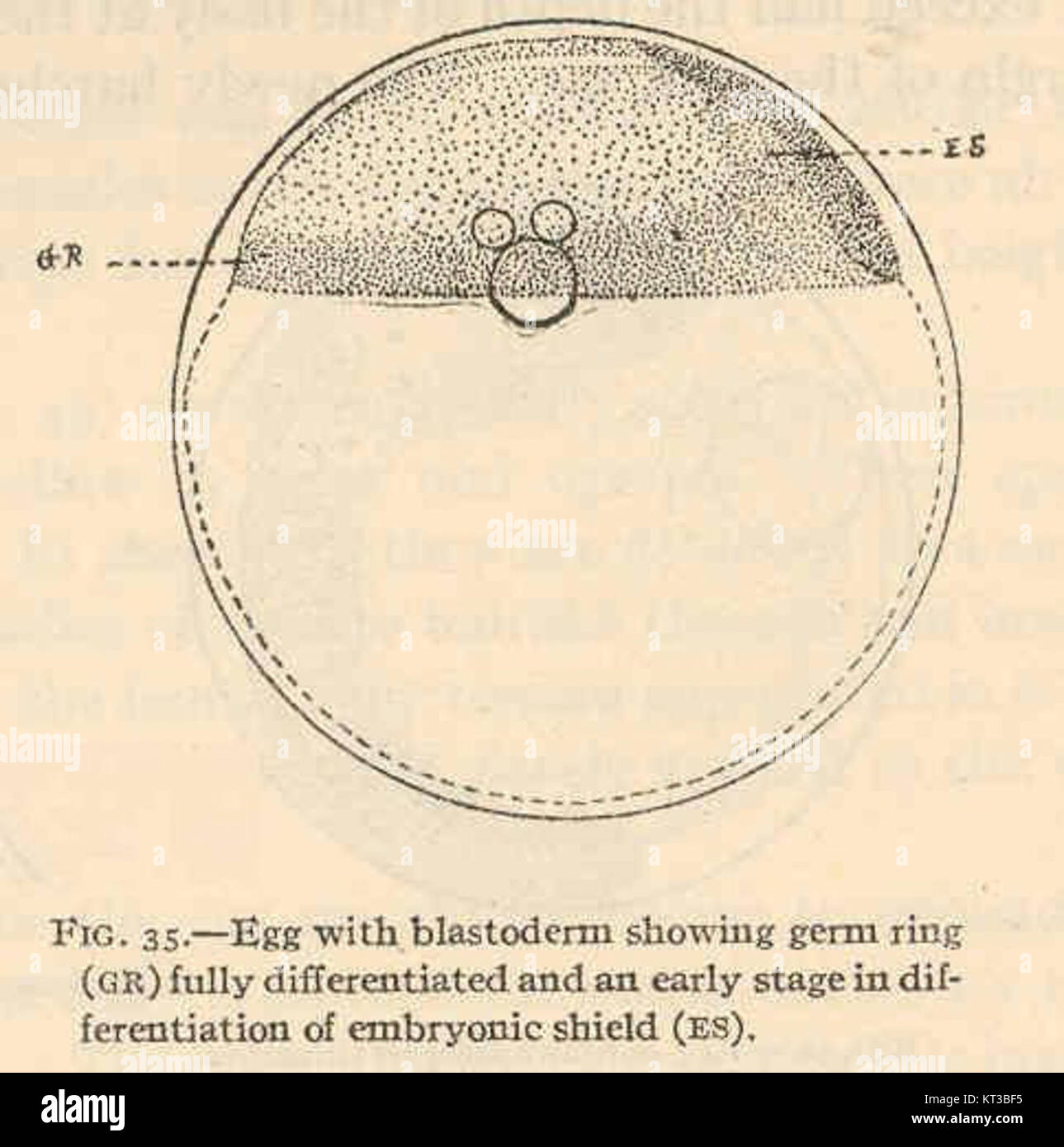 The egg of Kirtlandia vagrans, displaying the blastoderm and the germ ...