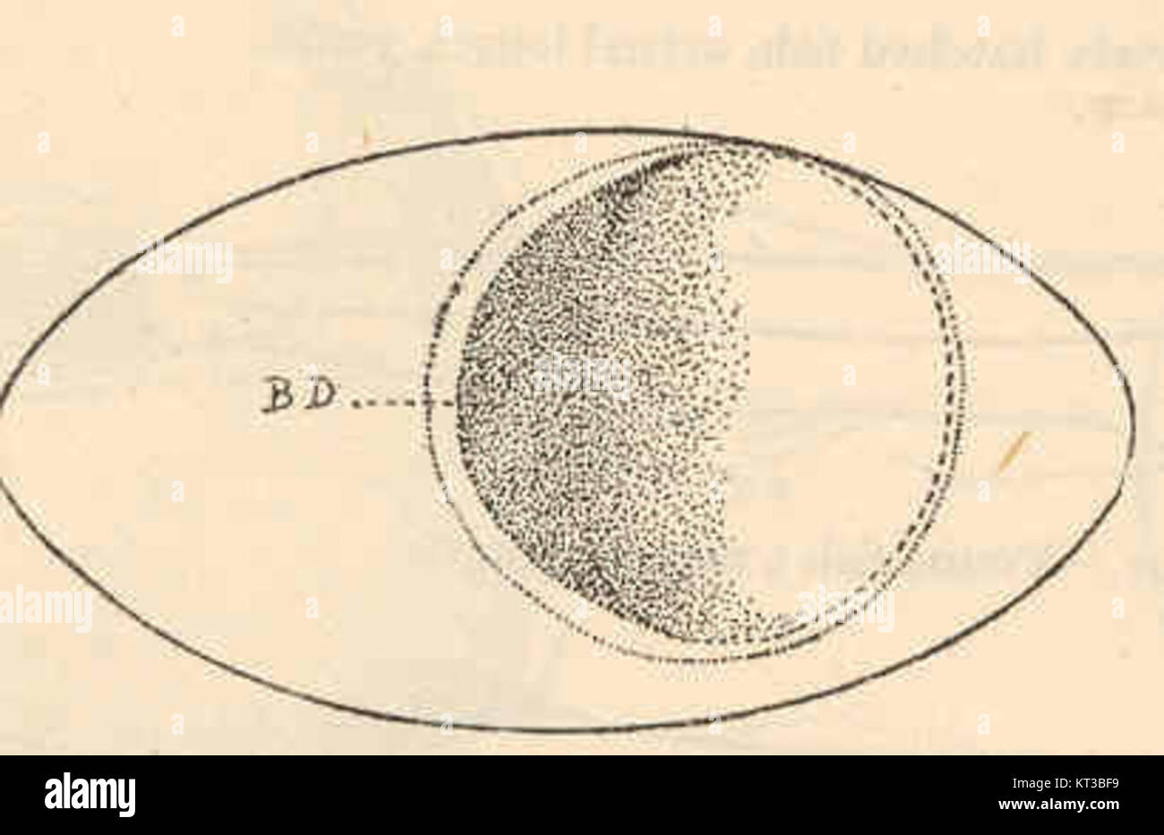 Gobiosoma bosci, a species of fish, has an egg with a fully developed ...