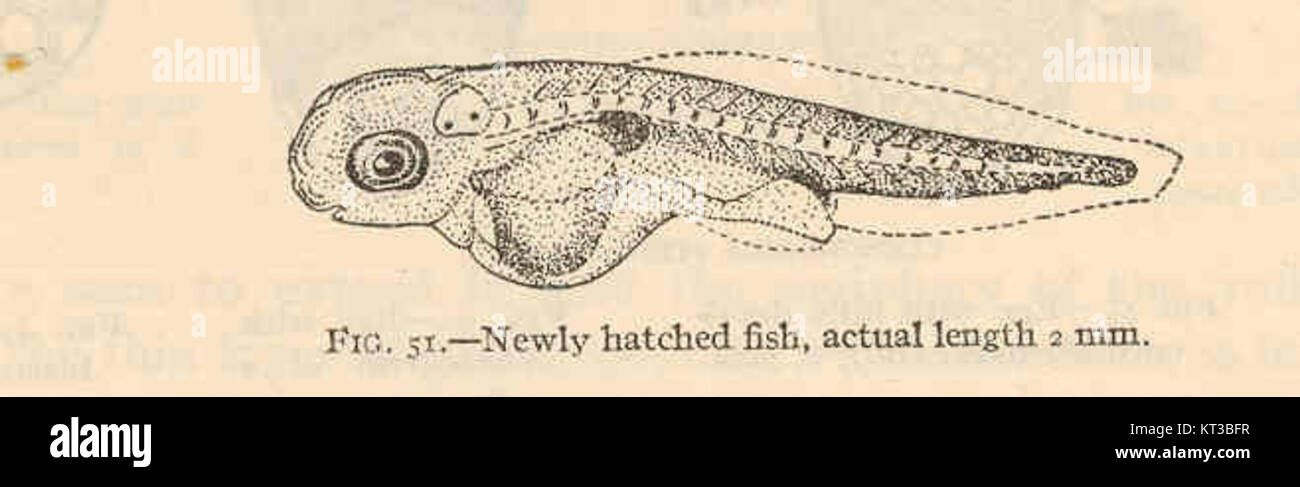 40378 Gobiosoma bosci - Newly hatched fish actual length 2 mm Stock ...