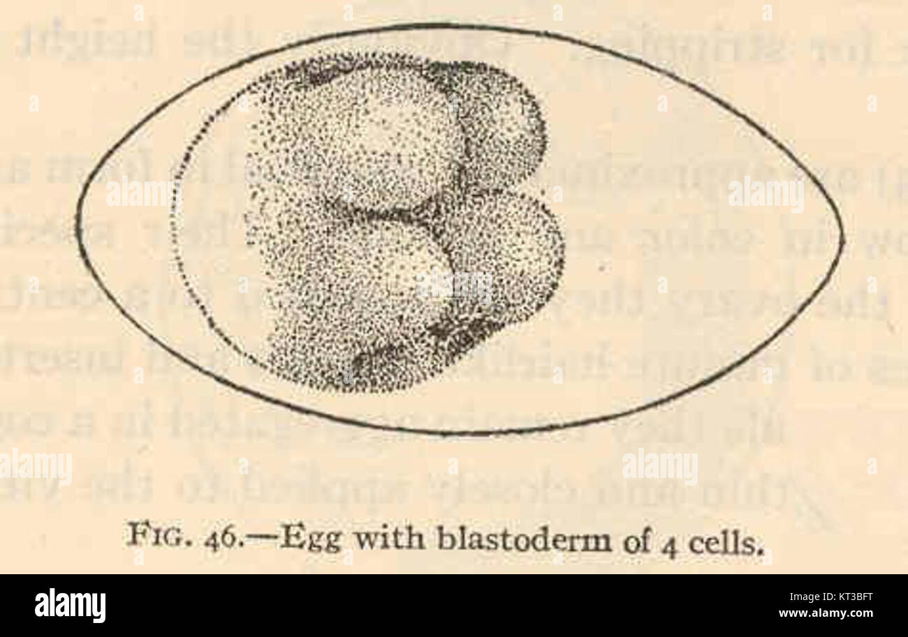 40379 Gobiosoma bosci - Egg with blastoderm of 4 cells Stock Photo - Alamy