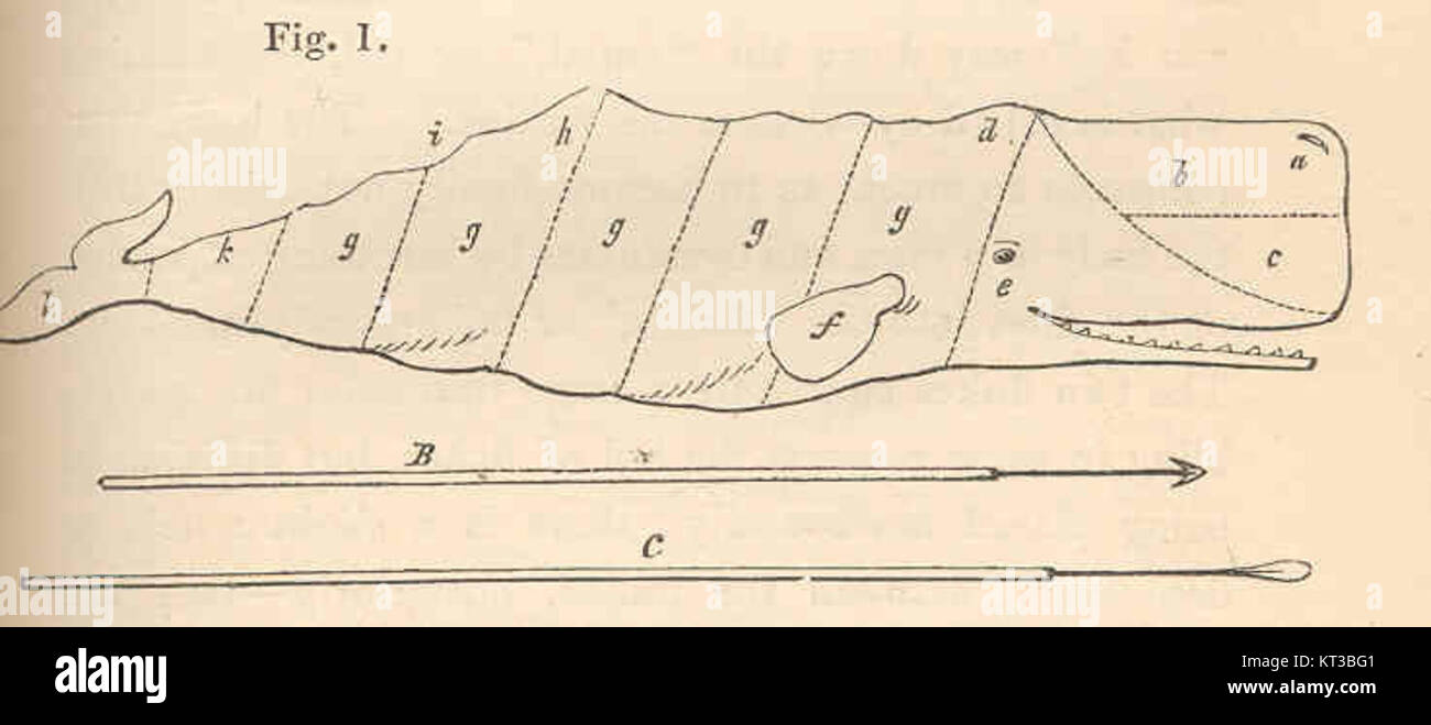 This diagram outlines the anatomical features of a sperm whale ...