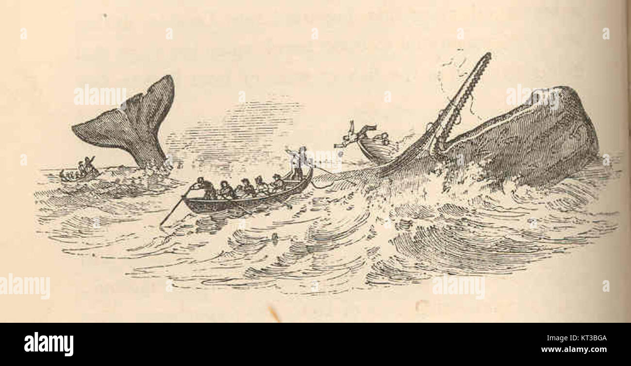 Historical image depicting a sperm whale in its natural habitat, with ...