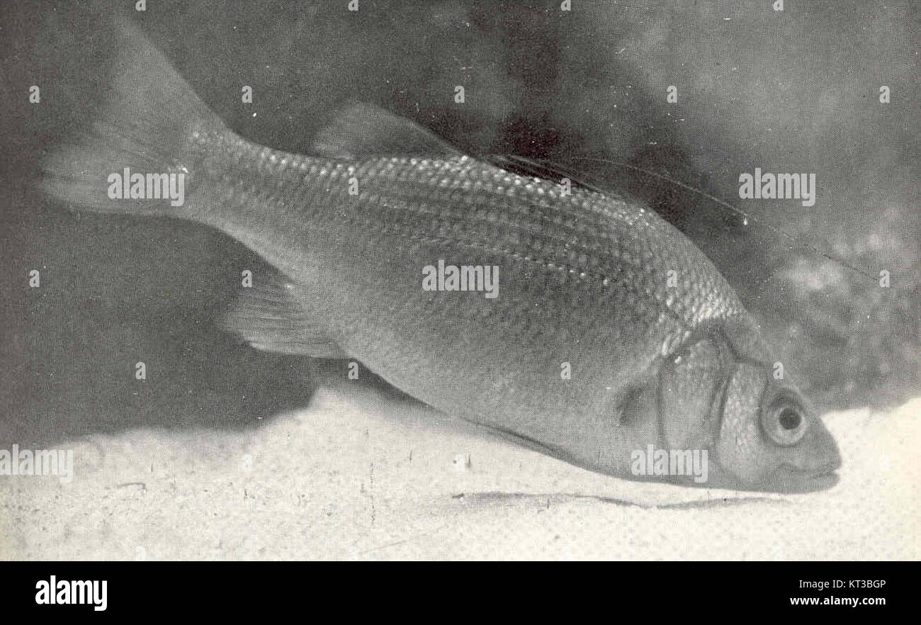 The White Perch (Morone americana) is commonly observed searching for ...