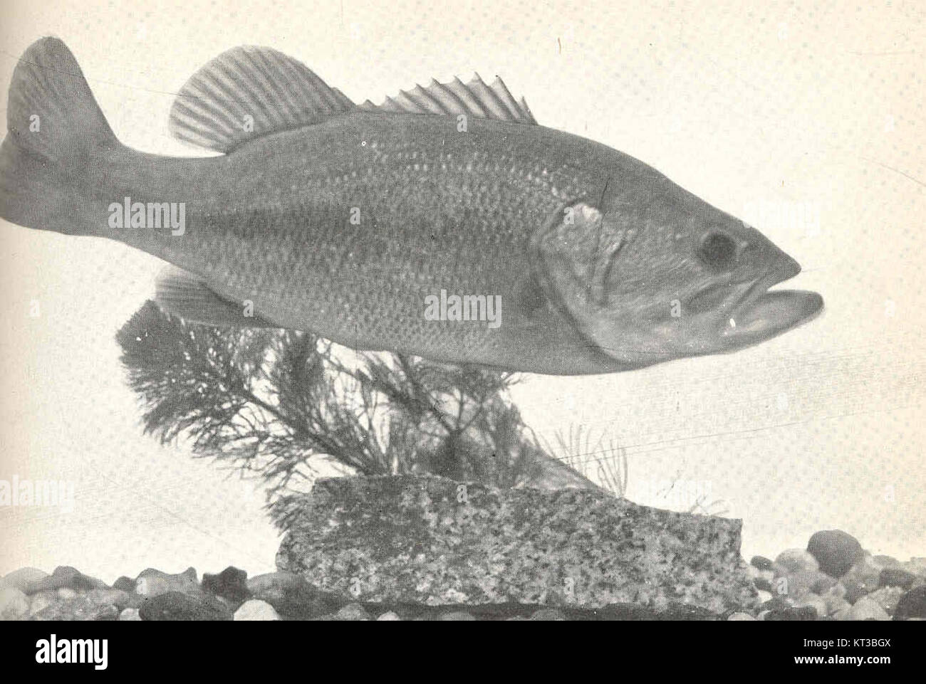The large-mouthed black bass (Micropterus salmoides) is a freshwater ...