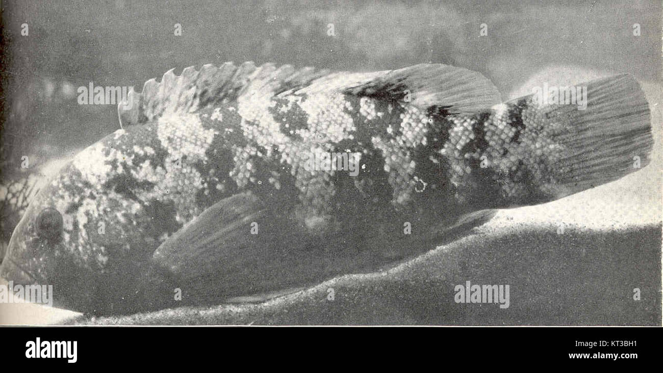 Tautog hi-res stock photography and images - Alamy