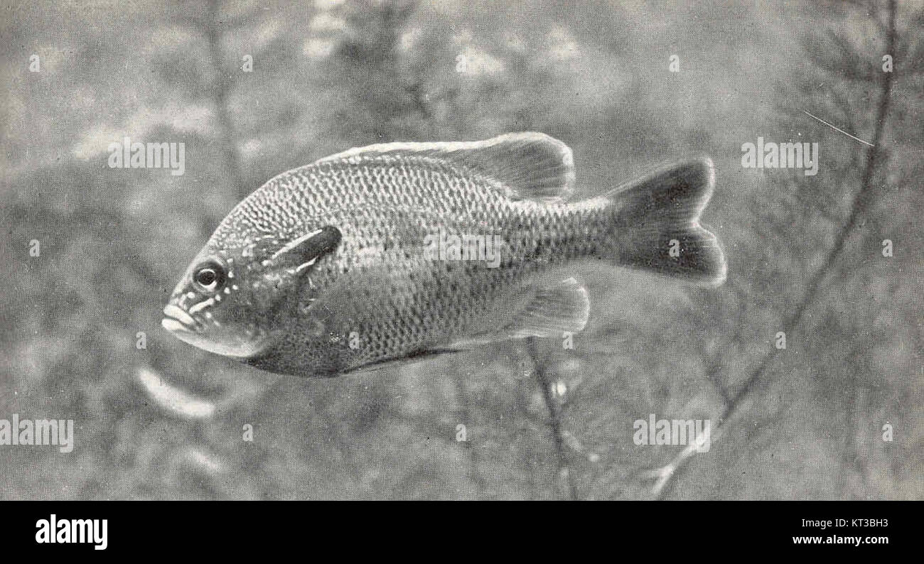 Lepomis auritus hi-res stock photography and images - Alamy