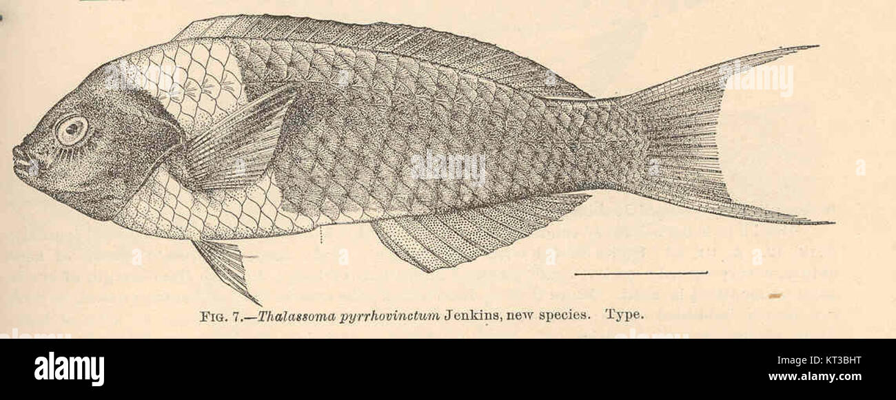 Thalassoma pyrrhovinctum, a newly discovered species by Jenkins, is ...