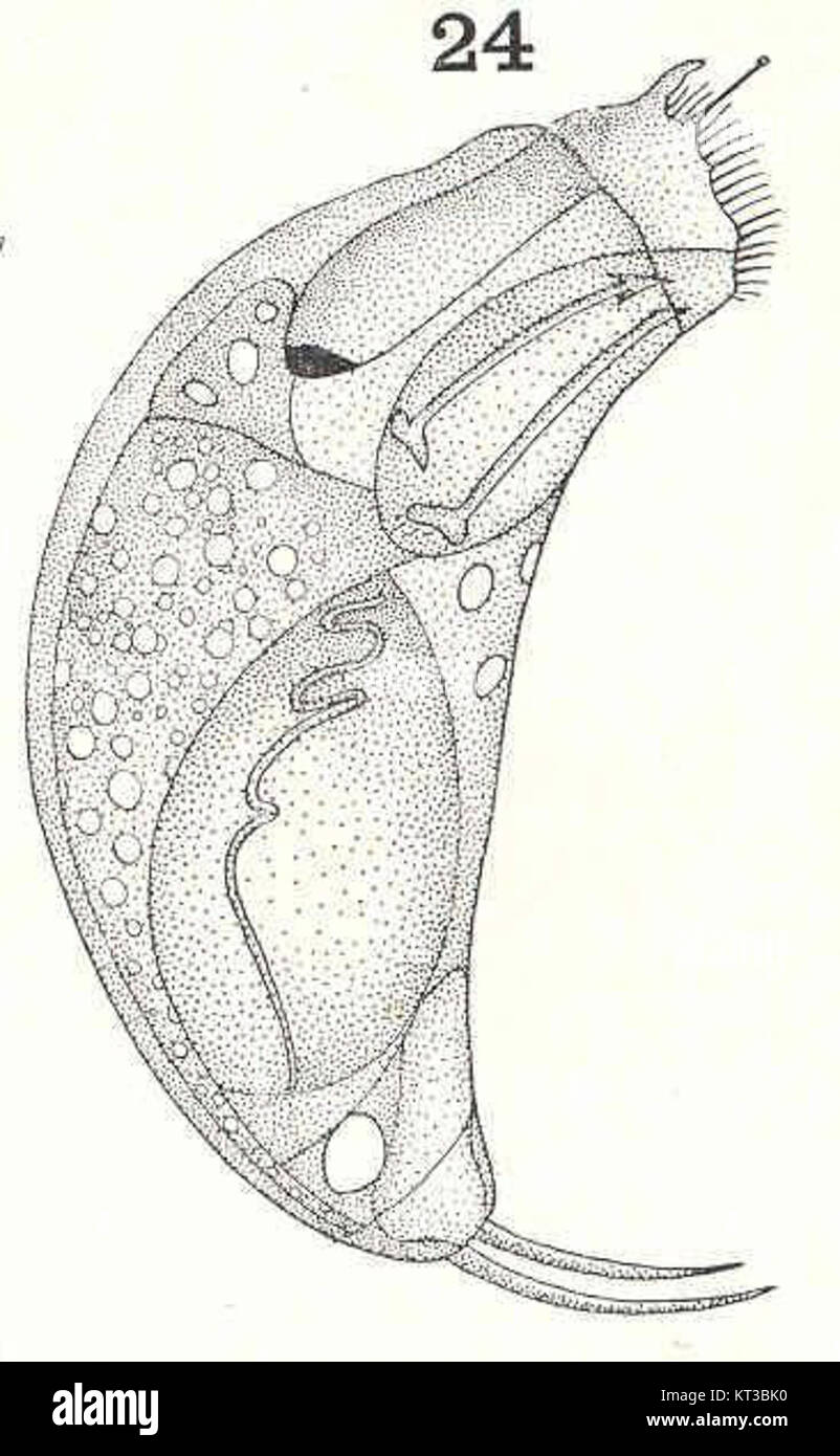 This image presents a side view of the Coelopus brachyurus Gosse ...