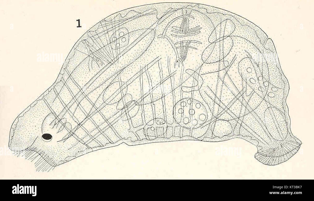 The image shows a young, free-swimming individual of the species ...