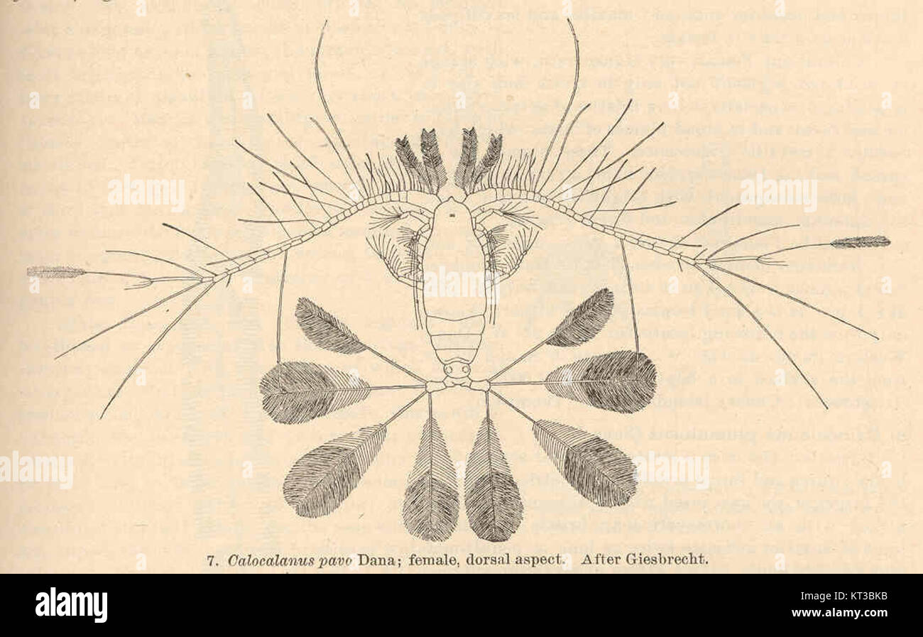 This image shows a female specimen of Calocalanus pavo Dana, viewed ...