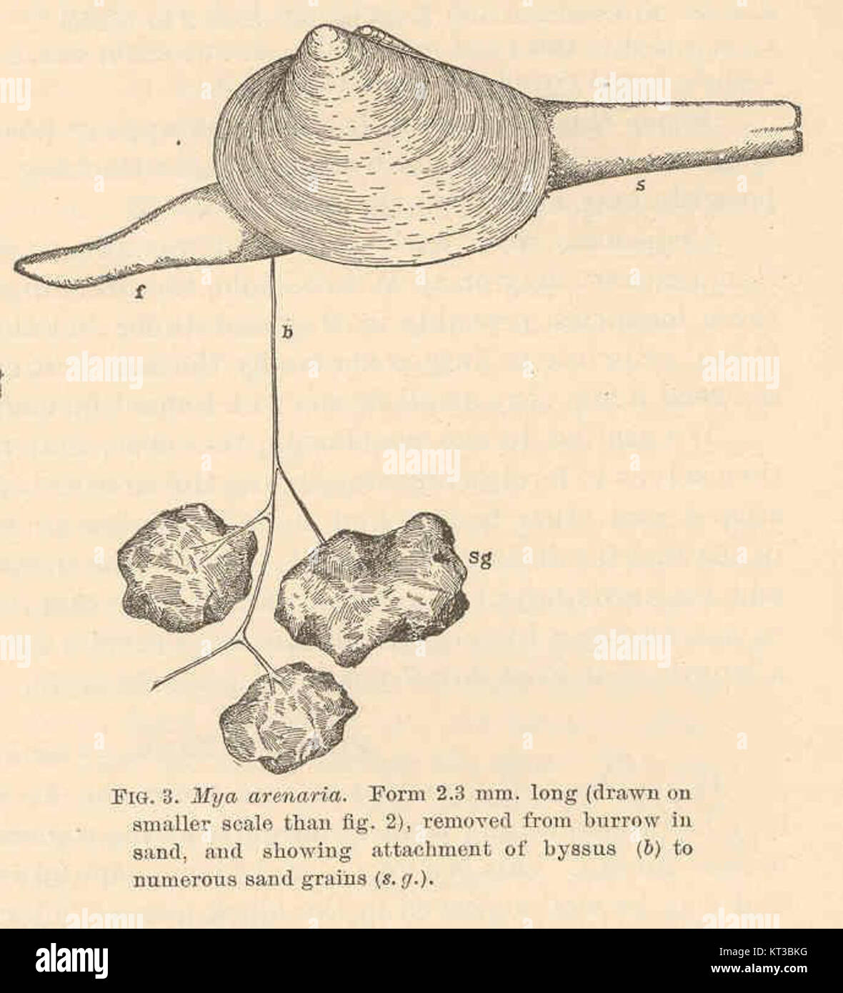 This specimen, Mya arenaria, shows the attachment of byssus threads to ...