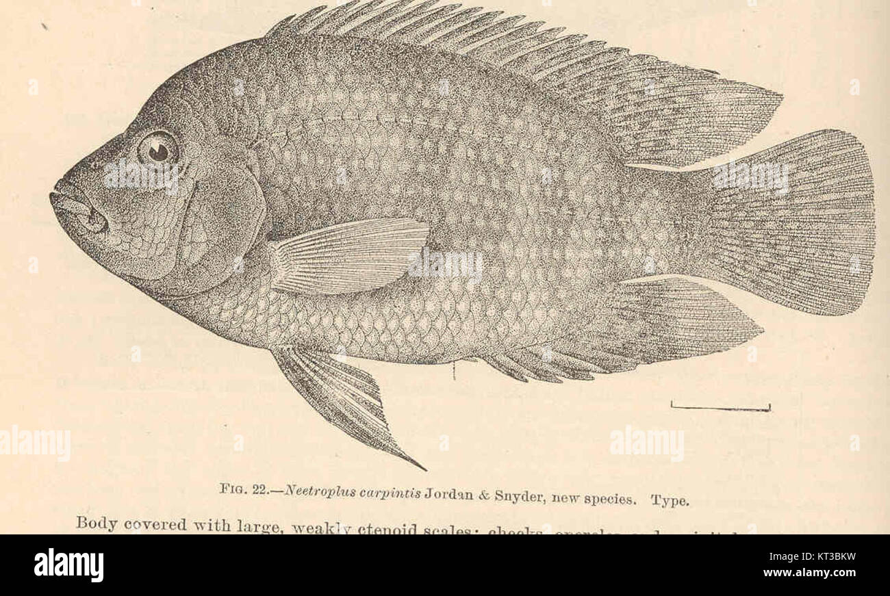 Neetroplus carpintis, described by Jordan & Snyder, is a newly ...