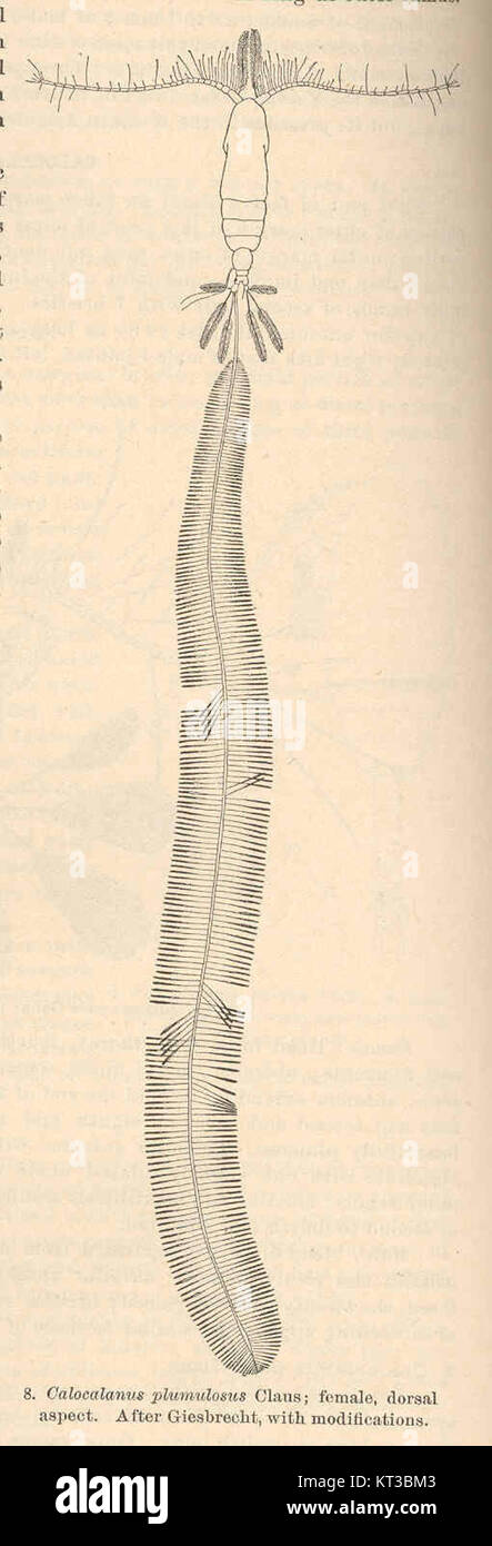 Marine copepod species hi-res stock photography and images - Alamy