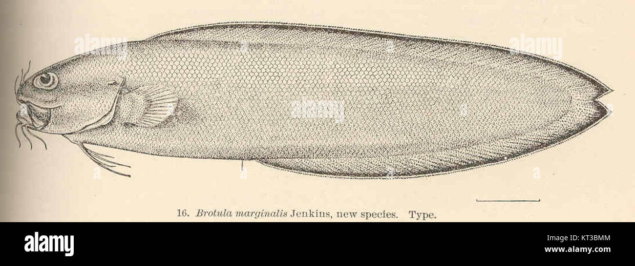 Brotula hi-res stock photography and images - Alamy