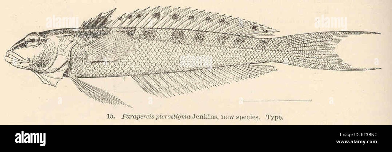 This refers to the new species type of *Parapercis pterostigma ...