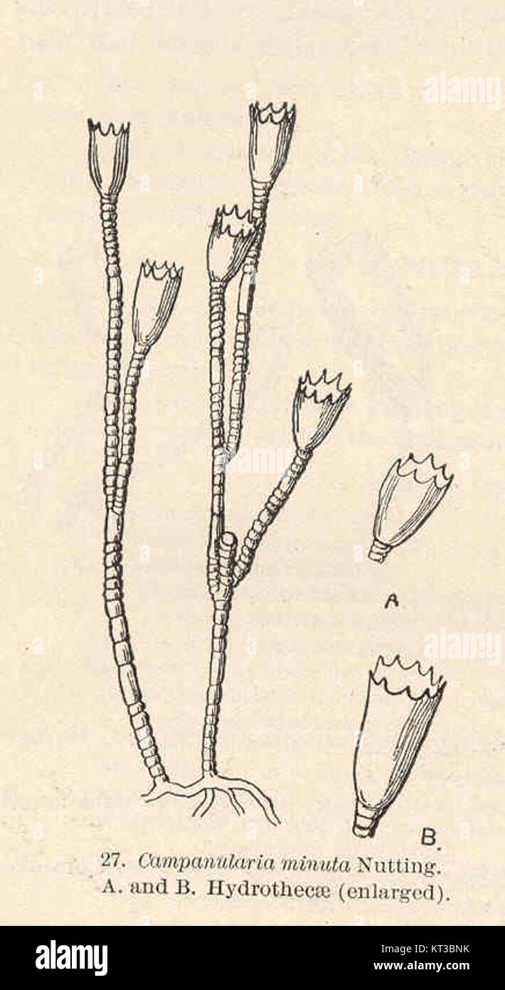 Campanularia minuta, a species of colonial hydroid, depicted in two ...