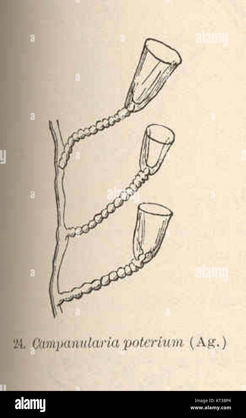 Branching marine organism hi-res stock photography and images - Alamy