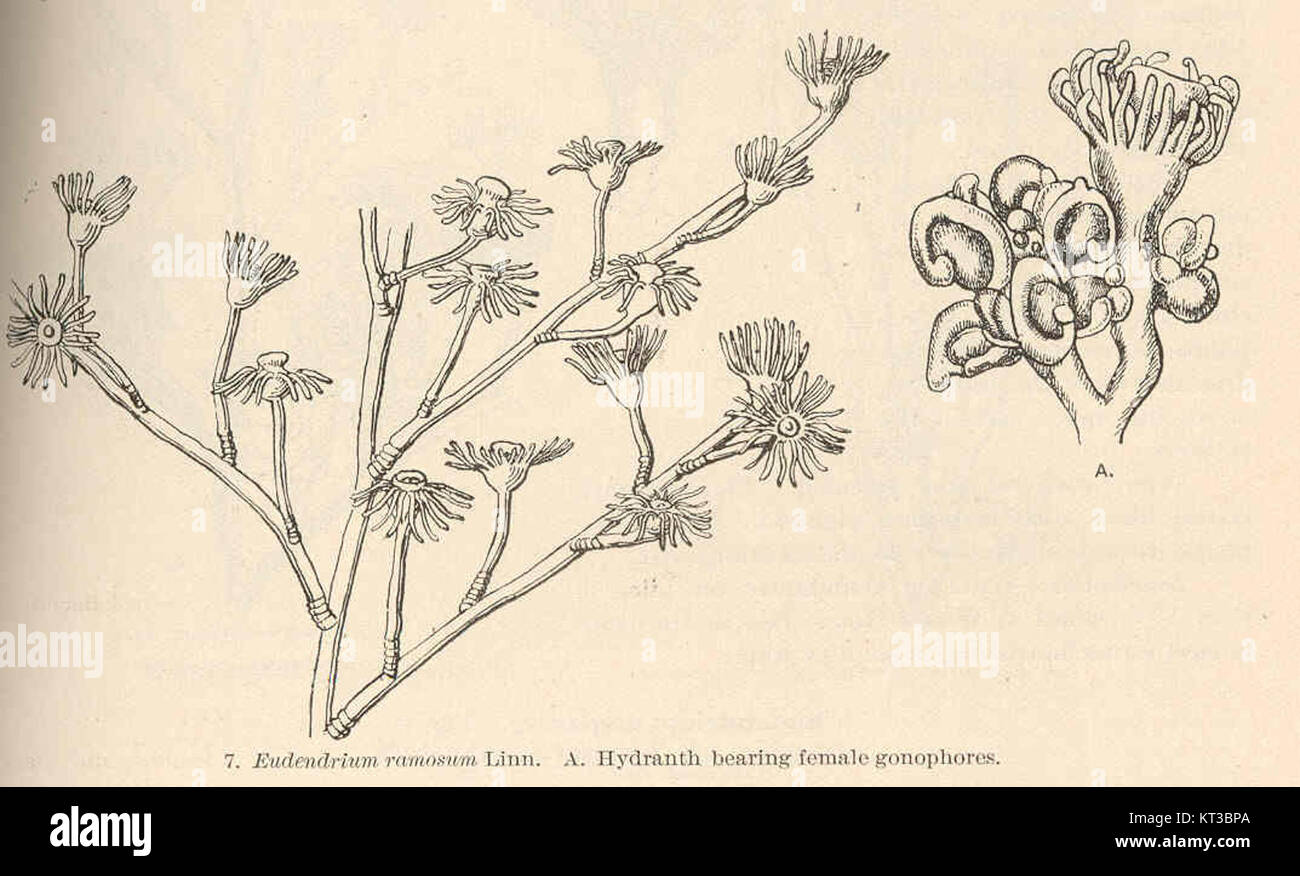 Hydrozoans biology hi-res stock photography and images - Alamy