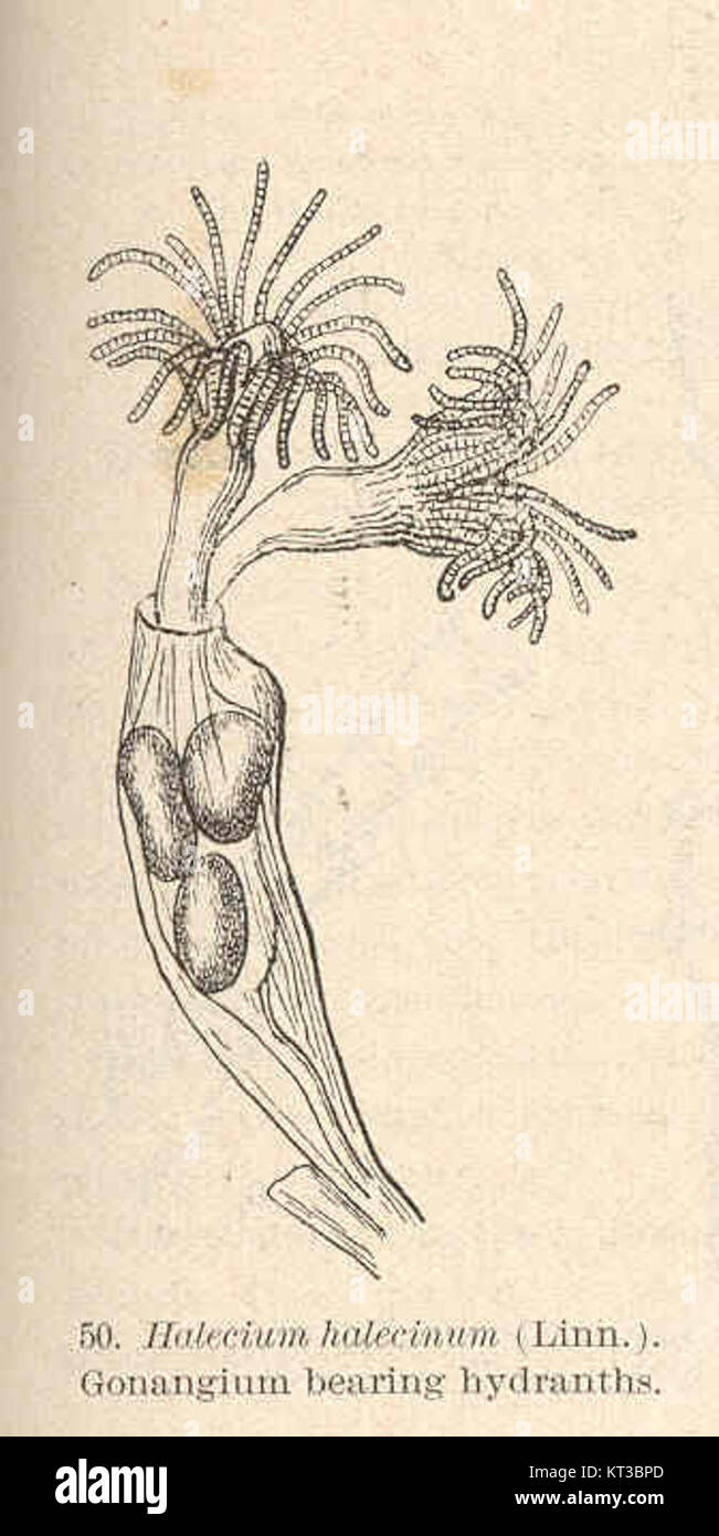 Halecium hi-res stock photography and images - Alamy