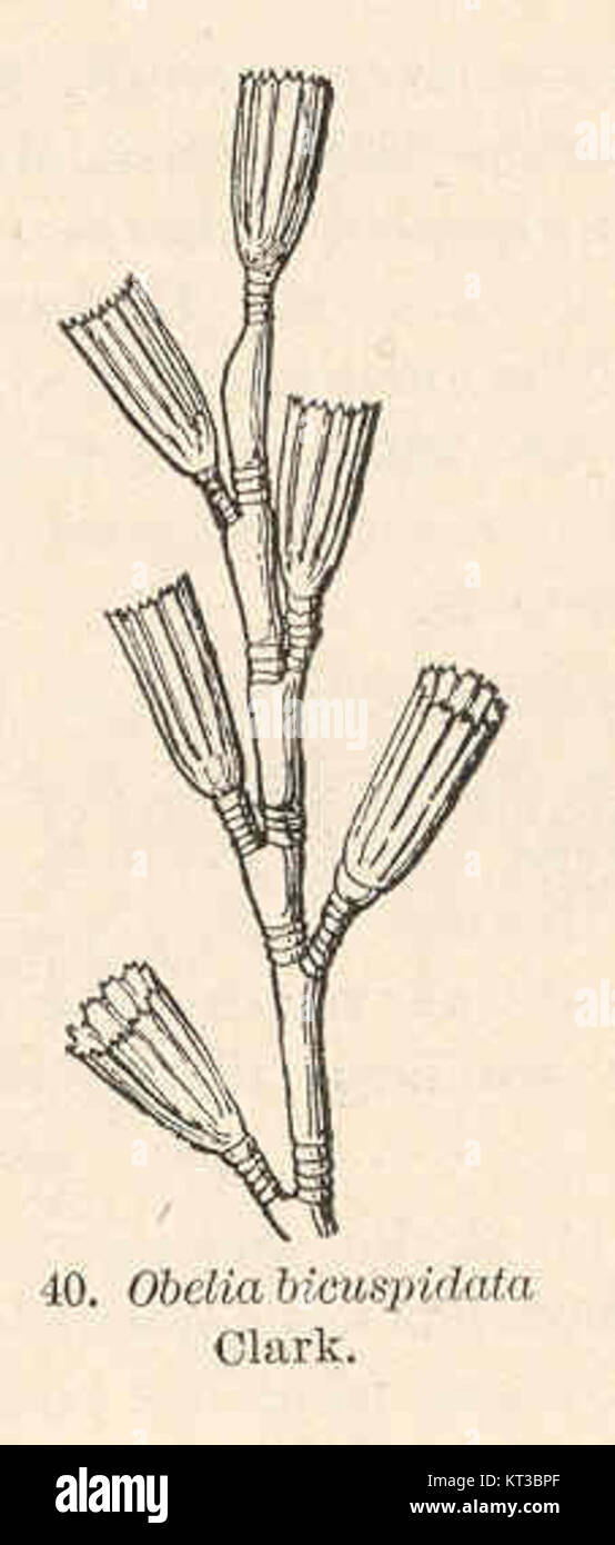 The specimen 40538 Obelia bisucpidata Clark is a cataloged marine ...