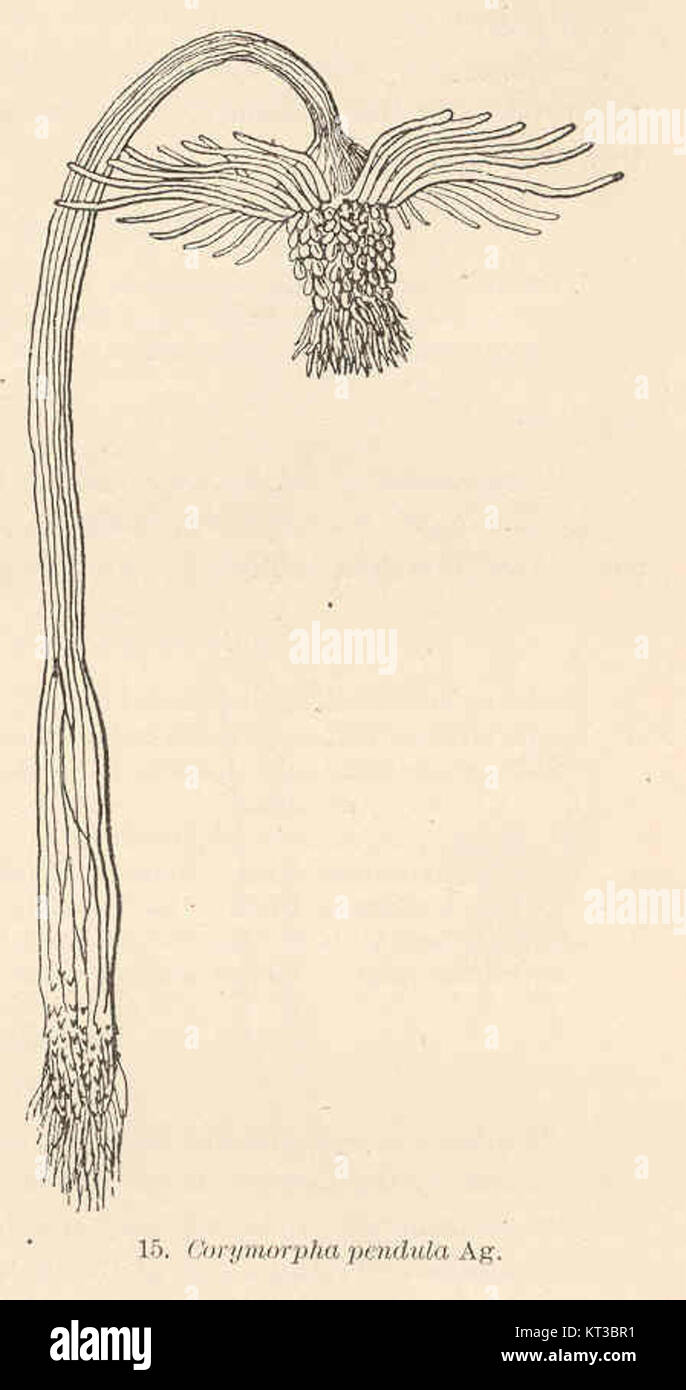 Corymorpha pendula is a species of hydroid, a type of small, colonial ...